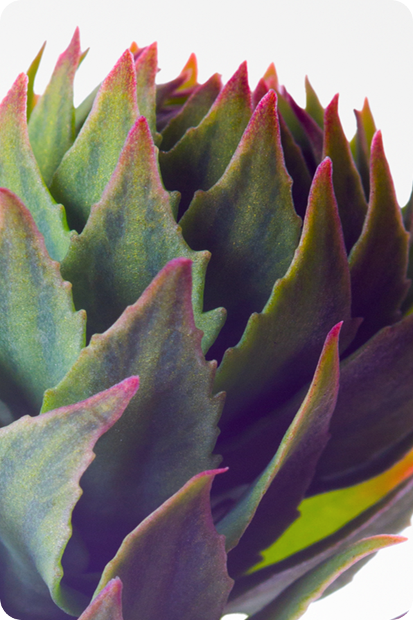 Ingredients - Stasis