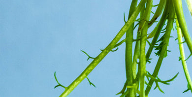 Ingredients - Stasis