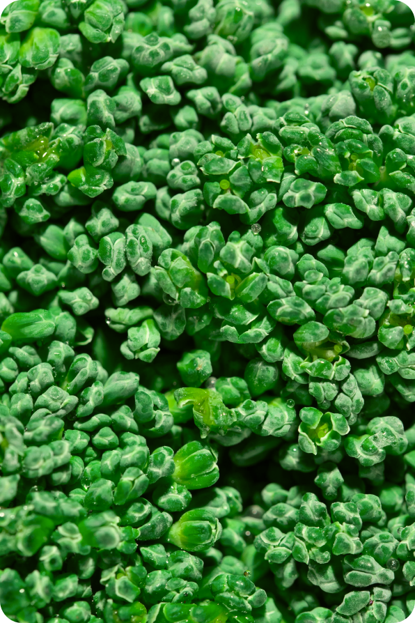 Ingredients - Stasis