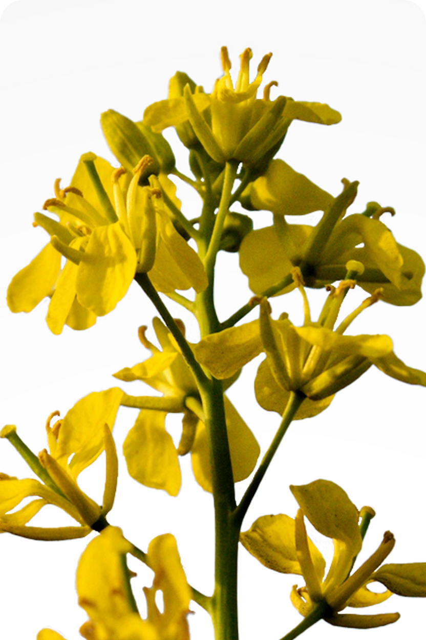 Ingredients - Stasis