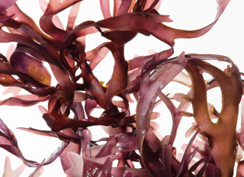 Ingredients - Stasis