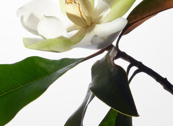 Ingredients - Stasis